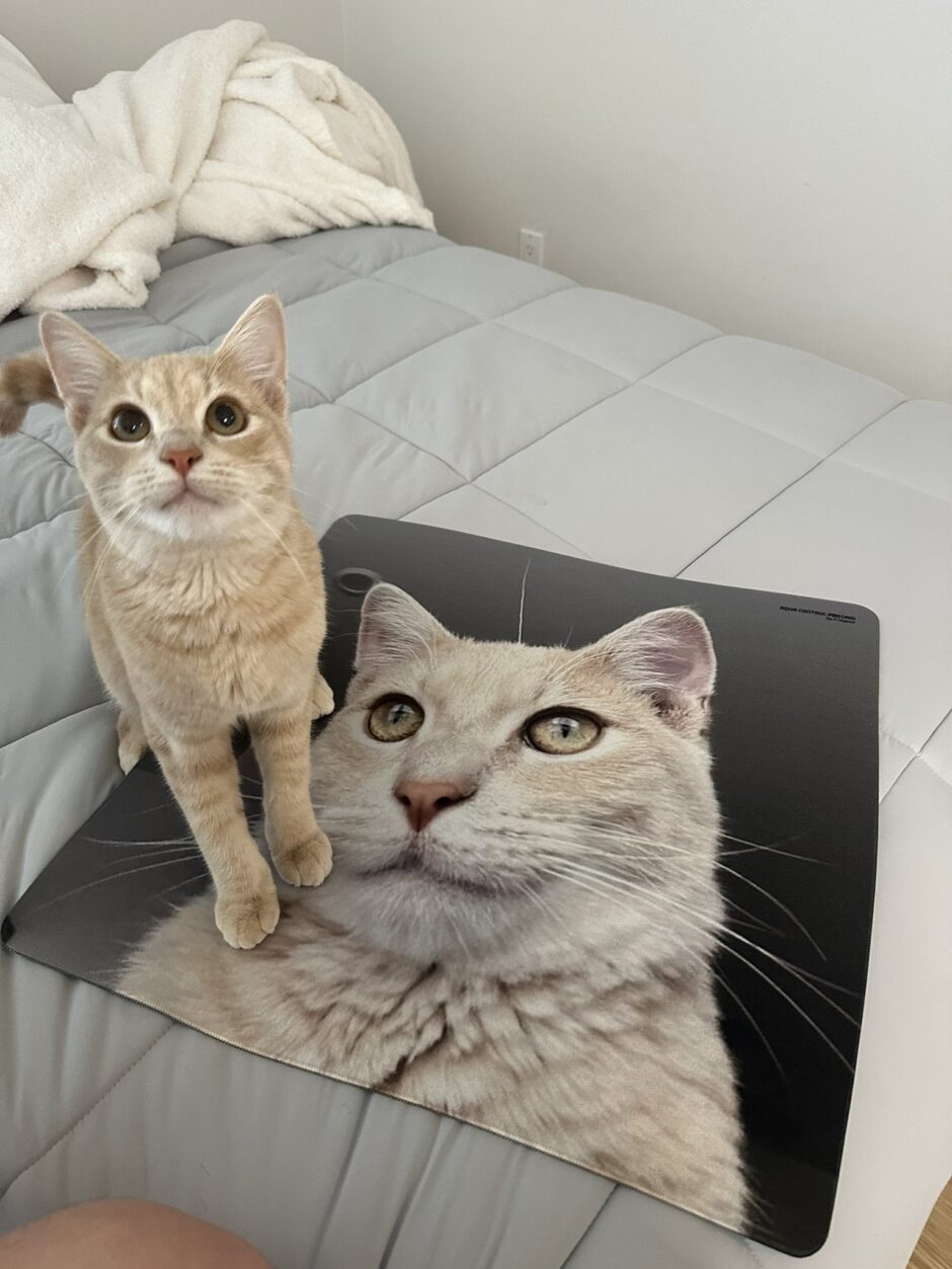 【VALORANT】Jawgemo(ジョウジーモ)選手の感度・設定・デバイス | BestGamers